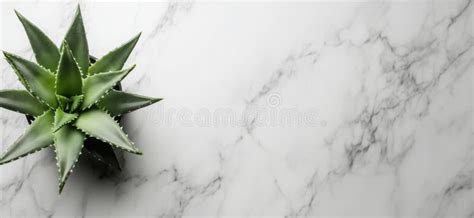Aloe Vera Plant On Marble Surface Vibrant Green Leaves Textured