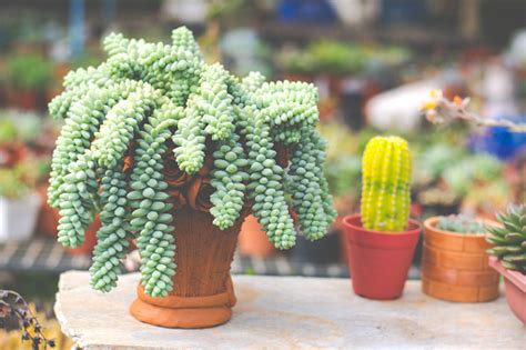 화원 다 육 식물 이름 Sedum Morganianum 장식 냄비에에서 선인장의 그룹 빈티지 사진 꼬리에 대한 스톡 사진 및 기타 이미지 Istock