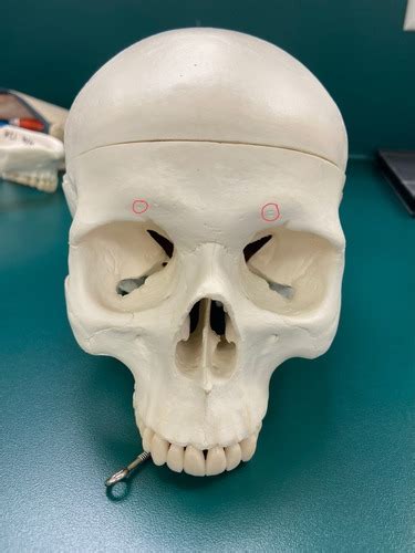 Lab 3 4 Axial Skeleton Flashcards Quizlet