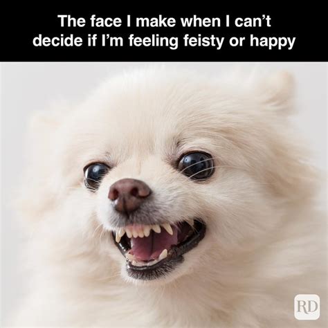 40 Funniest Smiling Dog Memes To Boost Your Mood