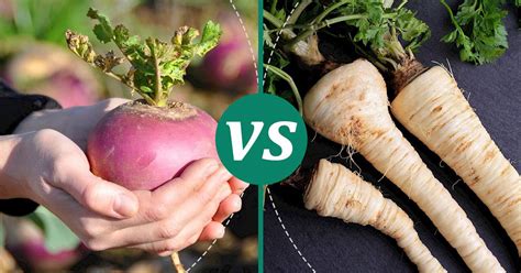 Parsnips Vs Turnip Nutrition Calories And Protein Compared