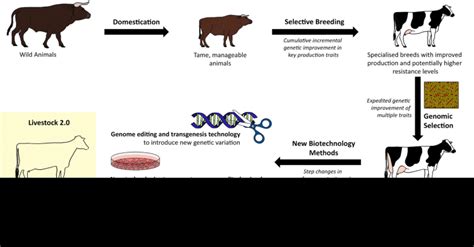 Boosting Cattle Productivity Through Genome Projects Ictsd Org