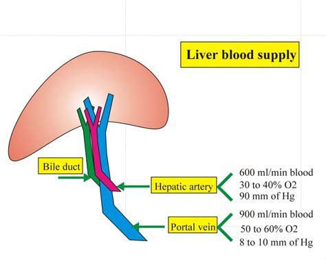 Liver Anatomy Segments