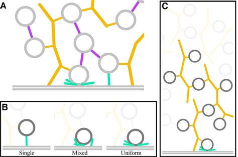 Diagram Of The Presynaptic Filamentous Network A Patterns Of Download Scientific Diagram