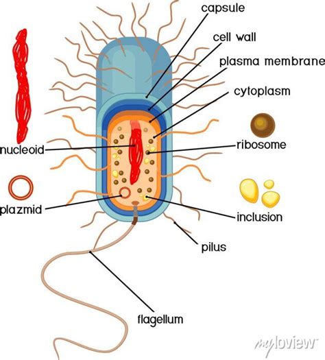 Bacterial Cell Structure Prokaryotic Cell With Nucleoid Flagellum • Wall Stickers Part