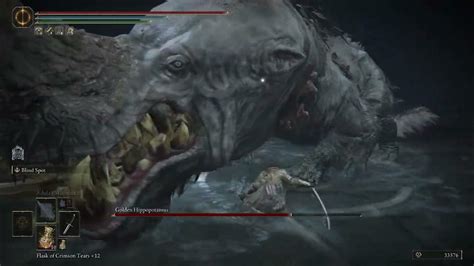 Salbert Vs Golden Hippopotamus Youtube