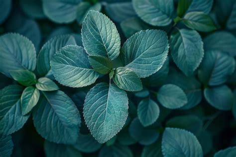 A Closeup Of The Arrangement Of Leaves Around A Stem Showing The Spiral Pattern Known As