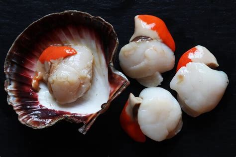 10 Scalop Pictures