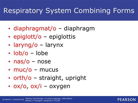 Ppt Respiratory System Powerpoint Presentation Free Download Id 5780973