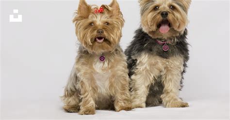 검은 색과 갈색 요크셔 테리어 사진 Unsplash의 무료 요크셔 테리어 이미지