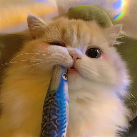 猫猫头像可爱，猫猫头像图片，猫猫头像情侣 知乎