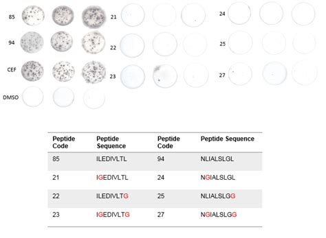 Elispot Assay For Screening Healthy Donors Pbmcs To Cas9 Epitopes