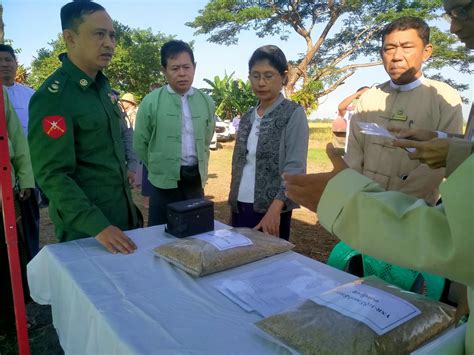 ပေါင်မြို့နယ်၌ ၂၀၂၄ ၂၀၂၅ ခုနှစ် မိုးစပါးစံကွက်ရိတ်သိမ်း Information And Public Relations