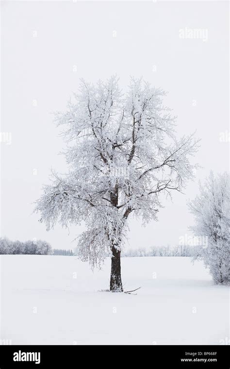 Parkland County Alberta Canada A Tree And Field Covered In Snow