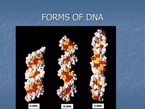 DNA STRUCTURE Lecture Ppt