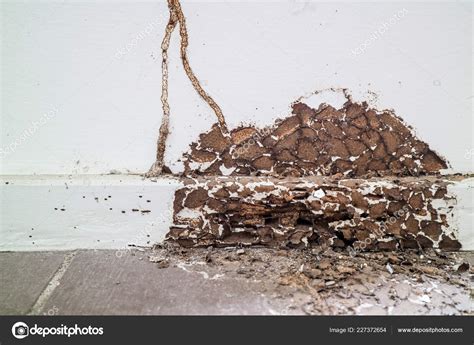 Interior Wood Damaged Termite Because Area Spray Chemical Protect