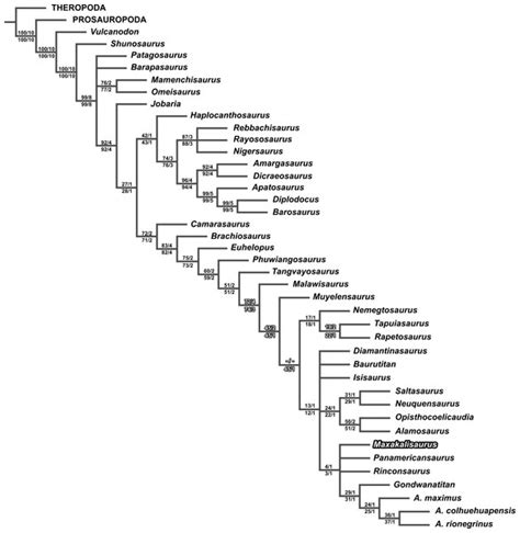 New Lower Jaw And Teeth Referred To Maxakalisaurus Topai Titanosauria Aeolosaurini And Their