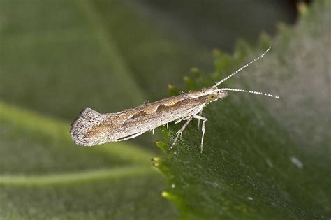 Diamondback Moth Dbm Cropserve