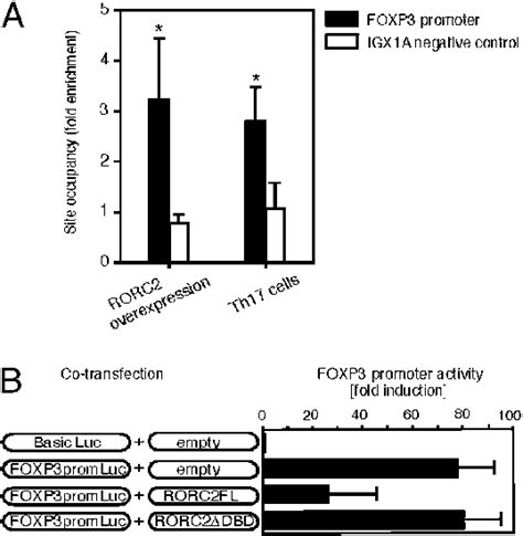 Rorc2 Binds To The Foxp3 Promoter In Vivo And Controls Its Activity A Download Scientific