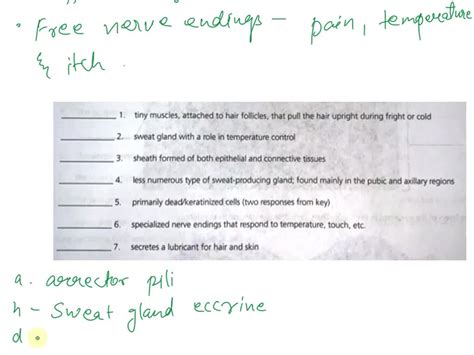 Solved Epidermis Dermis Subcutaneous Tissue Hypodermis Lamellar