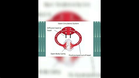 Open Circulatory System Meaning