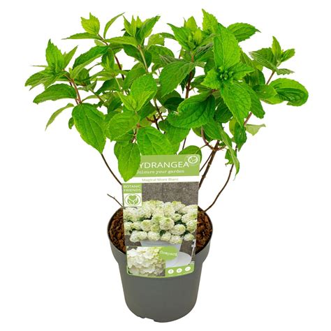 Hydrangea paniculata MAGICAL MONT BLANC — Plant Wholesale FlorAccess