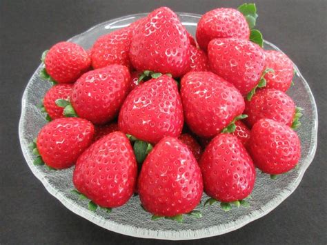 栃木県／栃木県農業総合研究センターいちご研究所