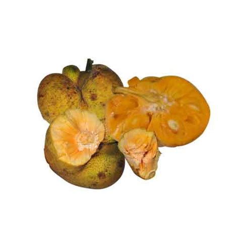 Lakoocha Fruit Nutrition Facts Lakoocha Fruit Health Benefits