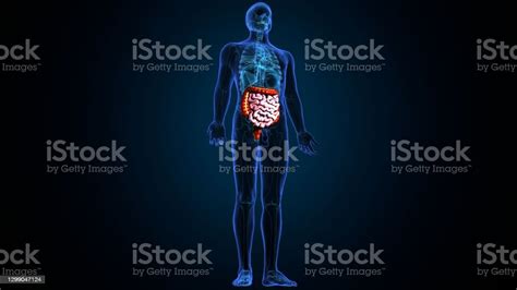 작고 큰 장 3d 일러스트 인간 소화 시스템 해부학 0명에 대한 스톡 사진 및 기타 이미지 0명 3차원 형태 X 레이 Istock