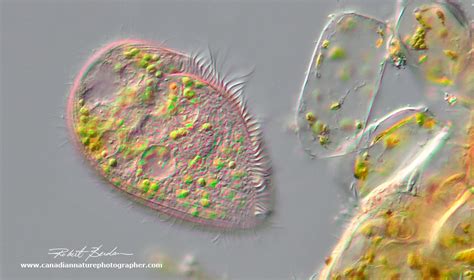 Blepharisma Lateritium