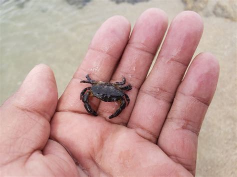 海外ビーチの蟹 海外ビーチで、ありのままの姿、全裸で日光浴