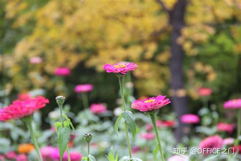 安装 Python 会遇到哪些常见问题? 知乎 安装 Python 会遇到哪些常见问题? 知乎