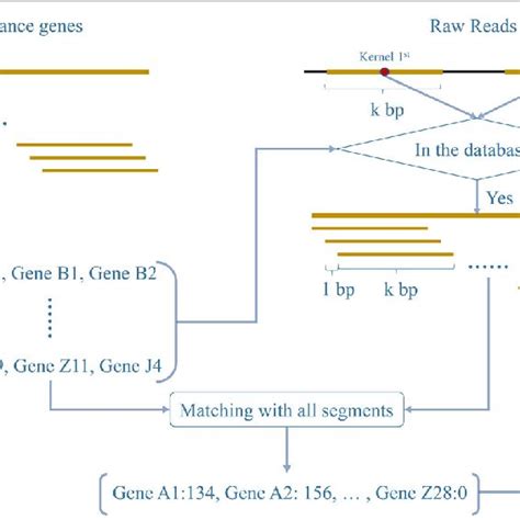 Diagrammatic Sketch Of K Mer Algorithm Using Two Kernels As An Example Download Scientific