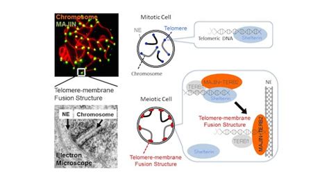 Two Telomere Binding Proteins That Regulate Sex Cell Division Asian
