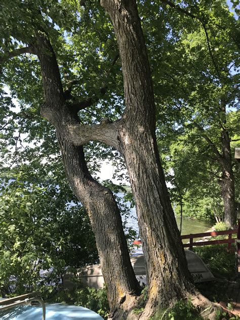 Tree Sucking On Another Tree R TreesSuckingOnThings