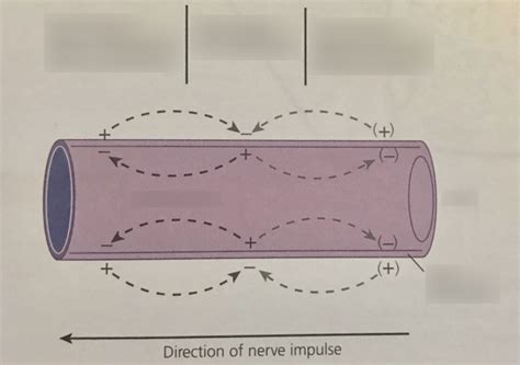 4 3 6 Nerve Impulse Propagation Diagram Quizlet