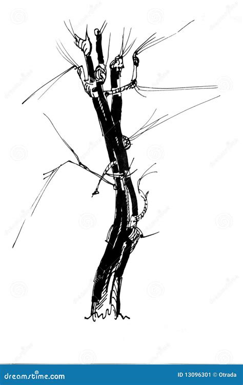 Marker Drawing Tree Royalty Free Stock Photography CartoonDealer Com 13096301