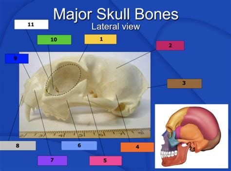 Eeob 2510 Lab Quiz 1 Axial Skeleton Flashcards Quizlet