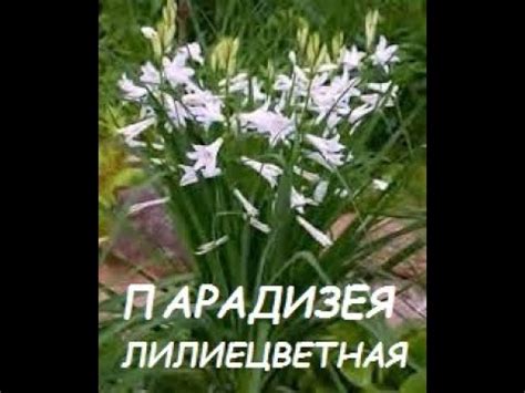 Редкие растения для сада.Парадизея лилиецветная(Paradisea liliastrum ...