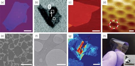 Common Microscopy Techniques For Imaging Gbs Optical Microscopy Images