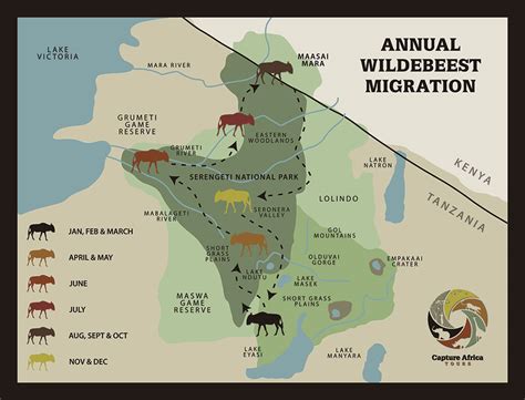 Month By Month Guide To The Wildebeest Migration Capture Africa Tours