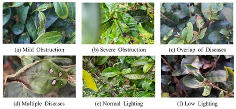 Plants Free Full Text Detection Model Of Tea Disease Severity Under