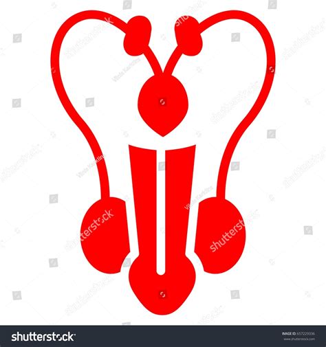 Male Reproductive System Stock Vector Royalty Free 657229336