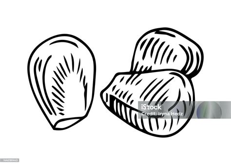 옥수수 시리얼 작물 곡물 개요 아이콘 벡터 일러스트 레이 션 단색으로 그려진 옥수수 씨앗 달콤한 옥수수 농부 야채의 커널 그리기에 대한 스톡 벡터 아트 및 기타 이미지