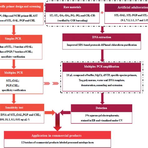 Flow Chart For The Establishment Of The Multiplex PCR Assay Download Scientific Diagram