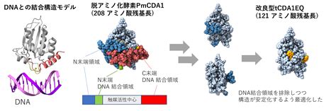 「切らないゲノム編集技術」の改良に関する記事が日本経済新聞に掲載されました 神戸大学大学院 科学技術イノベーション研究科