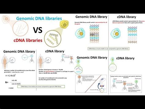 Genomic Library Vs Cdna Library