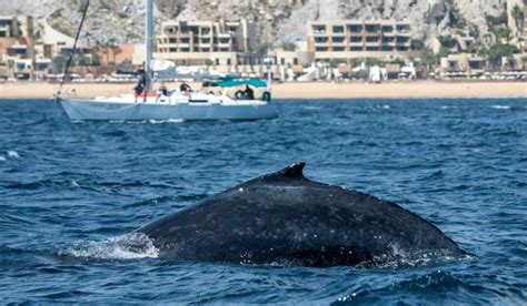 Whale Watching In Cabo San Lucas A Thrilling Adventure Forever Karen