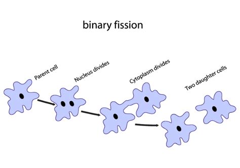 Stages Of Binary Fission Asexual Reproduction