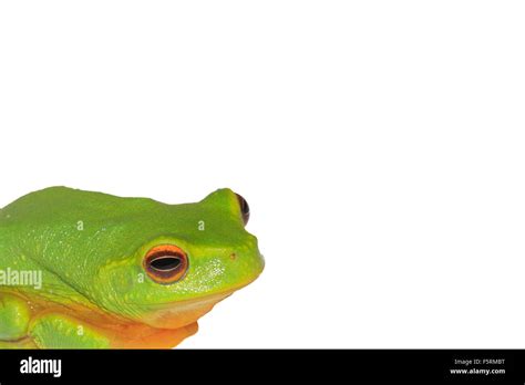 A Beautiful Green Tree Frog On A White Background Stock Photo Alamy